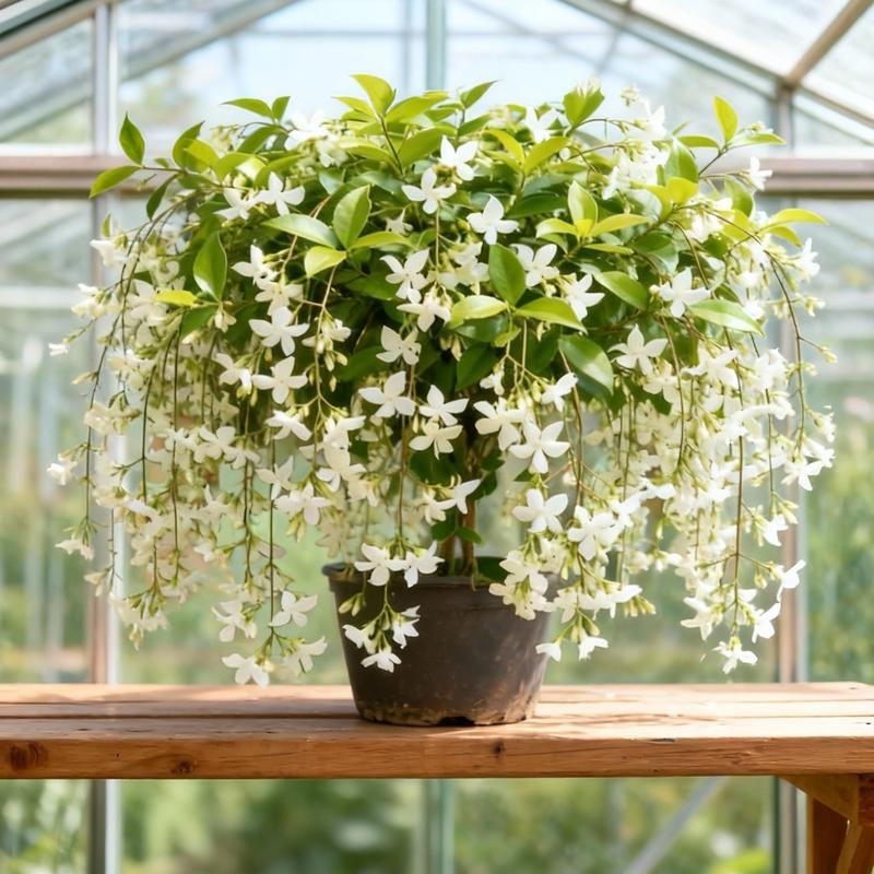 Trailing Jasmine Seeds Bridal Veil High Germination Rate Nodding ...