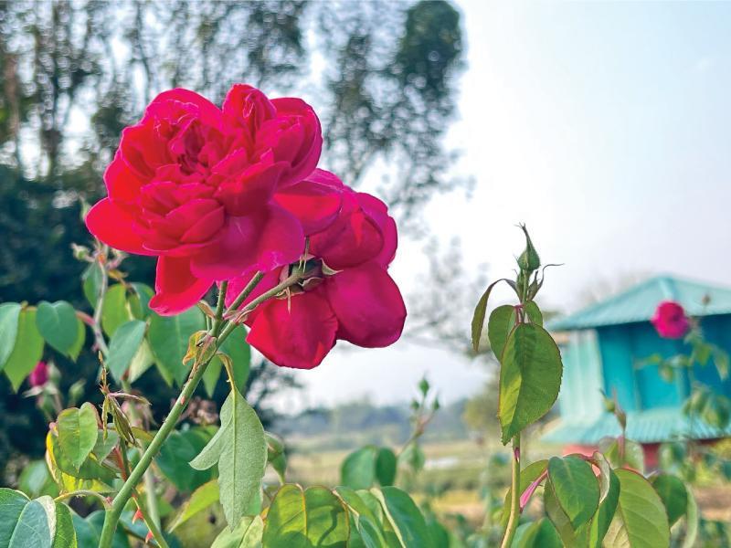 Suwirun Organic Rose Tea 25 Bags – 100% Pure Rose Petals – Delicate ...