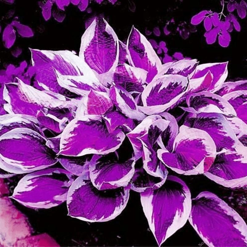 100+ Hosta Perennials Lily Flower - Rare Heirloom Garden Seeds for a ...