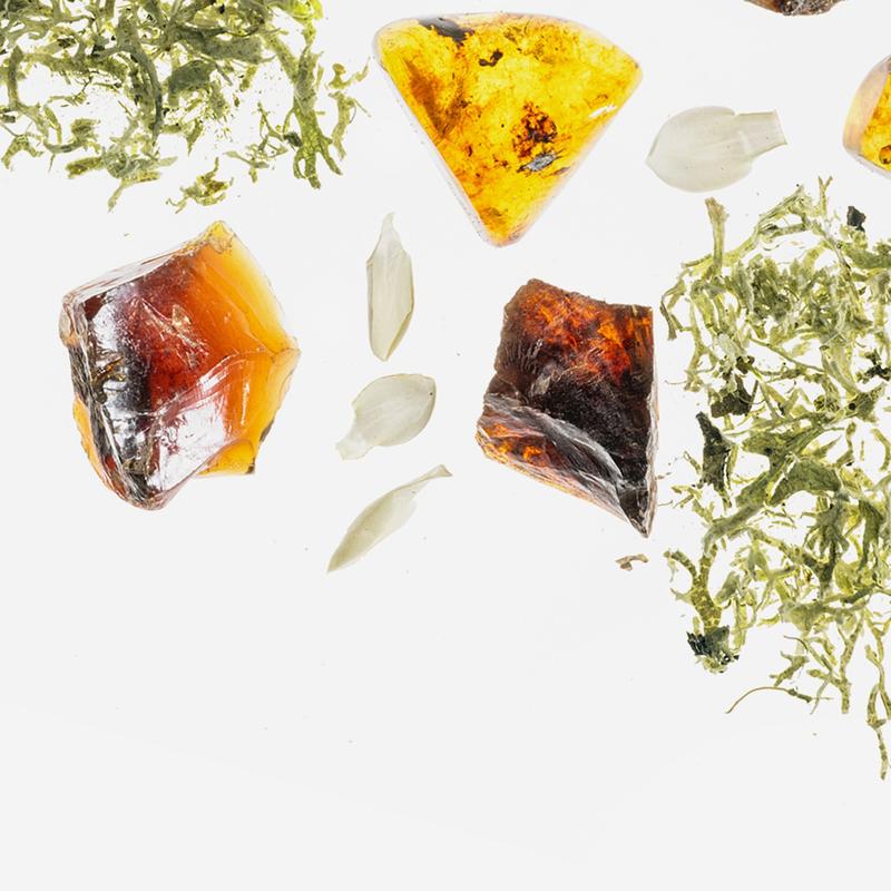 Touchland Golden Amber Power Essence Body & Hair Fragrance Mist ...