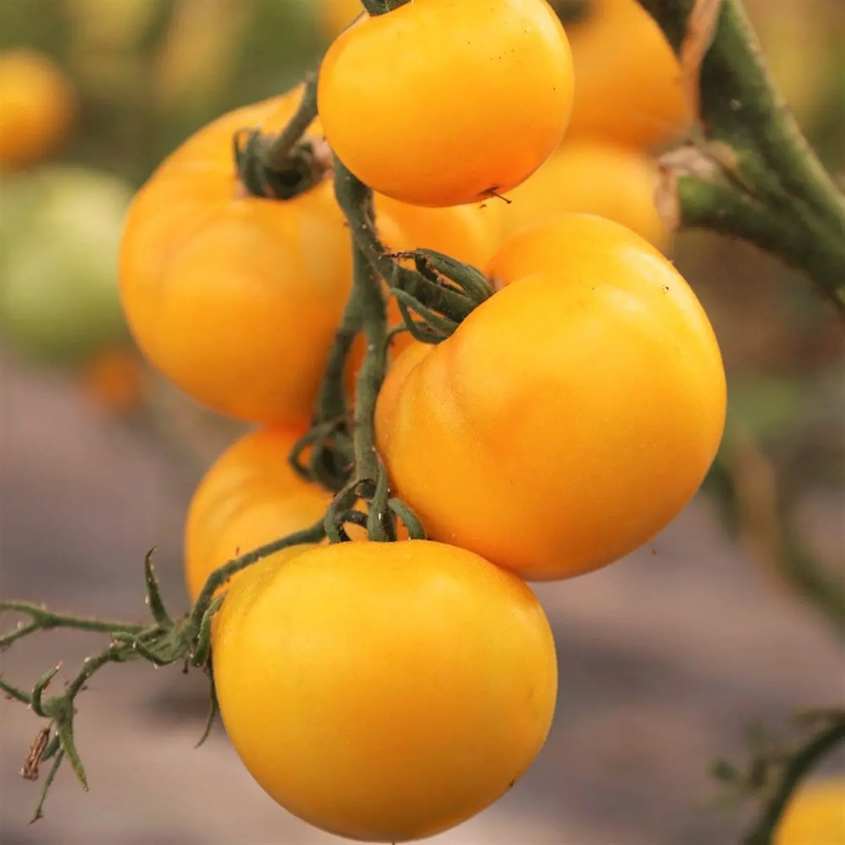 TomorrowSeeds - Golden Jubilee Tomato Seeds - AAS Winner Indeterminate ...