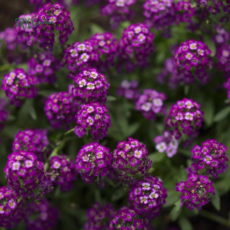 Alyssum Seeds - Violet Queen 100 seeds - TikTok Shop | Holiday Sales ...