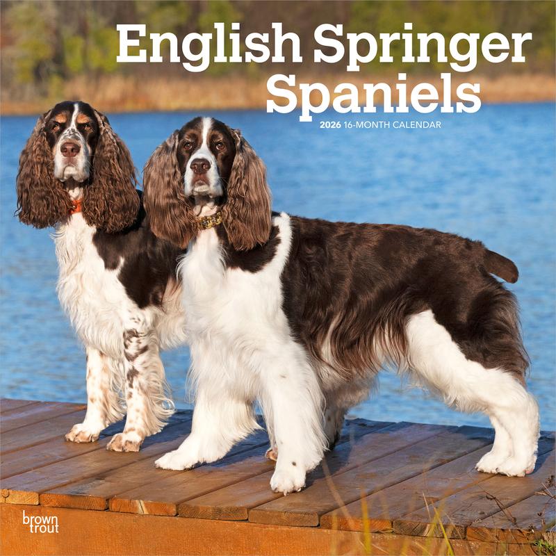 English Springer Spaniels | 2026 12 x 24 Inch (Hanging) Monthly ...