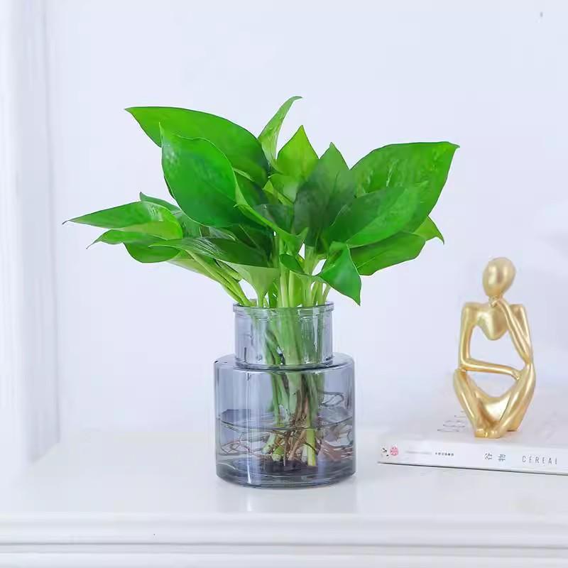 100Pcs Hydroponic Pothos Plant - Creative Office Desktop Greenery, Easy ...