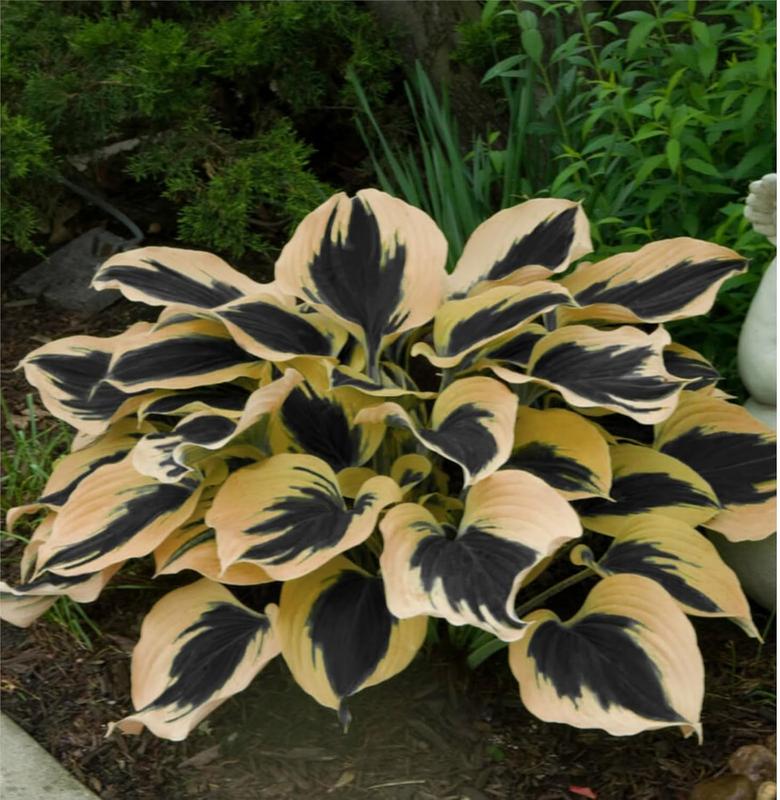 200 Pcs Hosta Seeds - Non-GMO Perennial Shade Plants - TikTok Shop