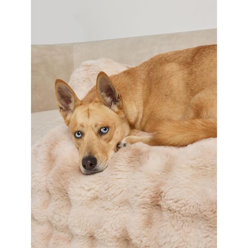 Comfrt | Dream Cloud Pet Sofa Bed - TikTok Shop | Holiday Sales TikTok Shop