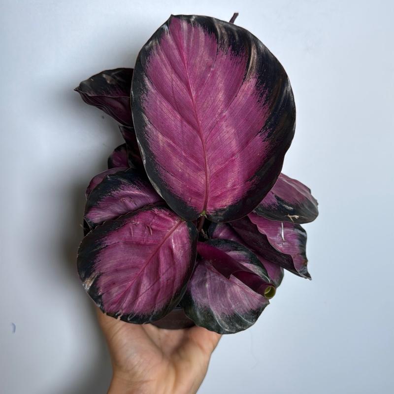 Calathea Pink Star Rosy 6" pot Pet Safe Live Houseplant - Easy Care ...