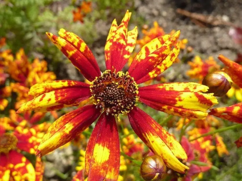 Coreopsis RADIANA TIGRINA Dwarf 12" Deer/Rabbit Resistant 200 Seeds ...