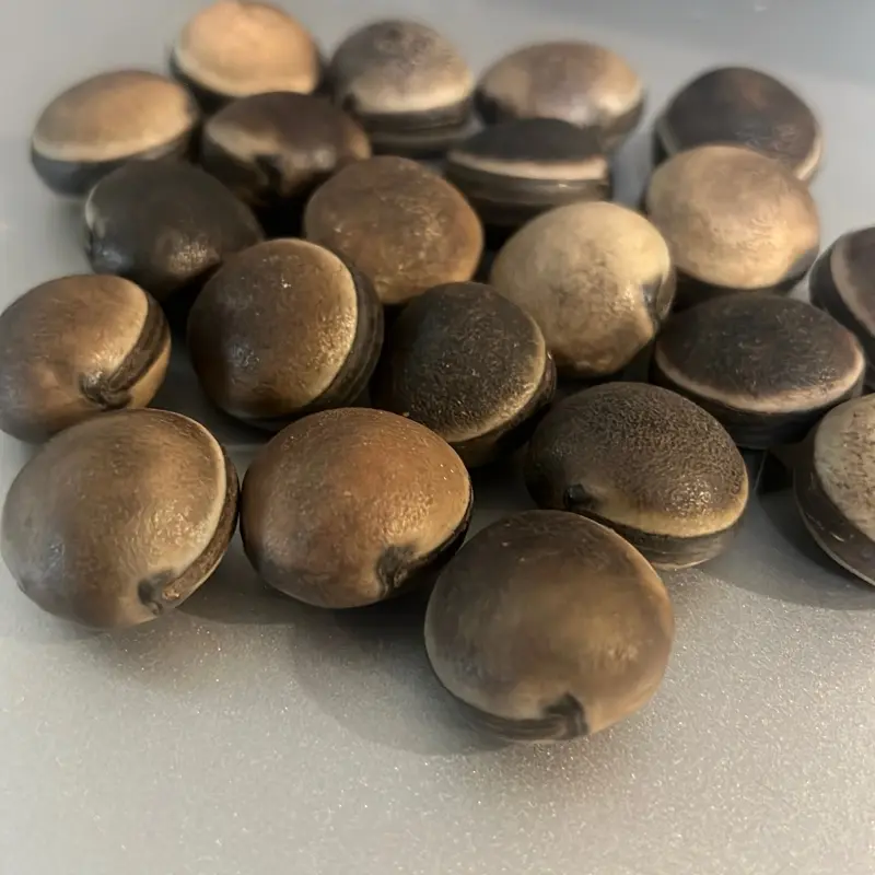 Ojo de Venado Deer's Eye 3 oz Pack Small Natural Seed 20 Seeds ...