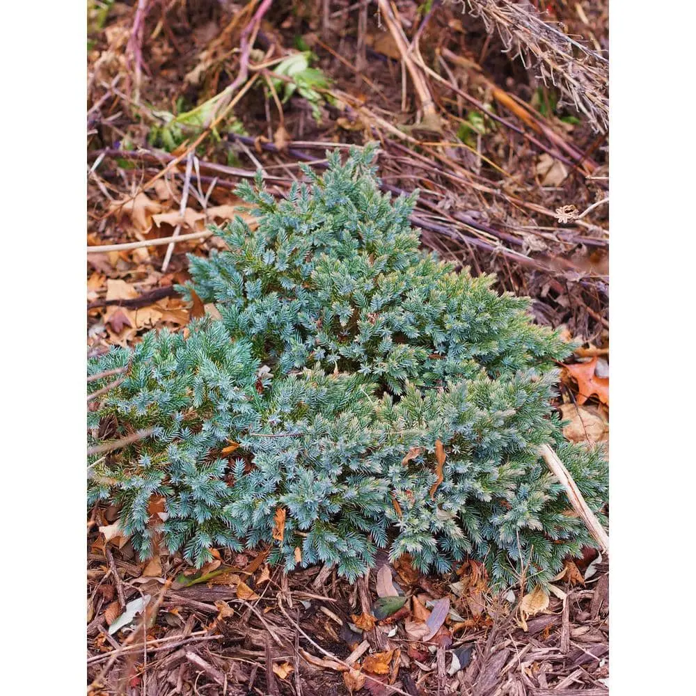 1 Gal. Blue Star Juniper Shrub Turquoise and Silver, Low Maintenance ...