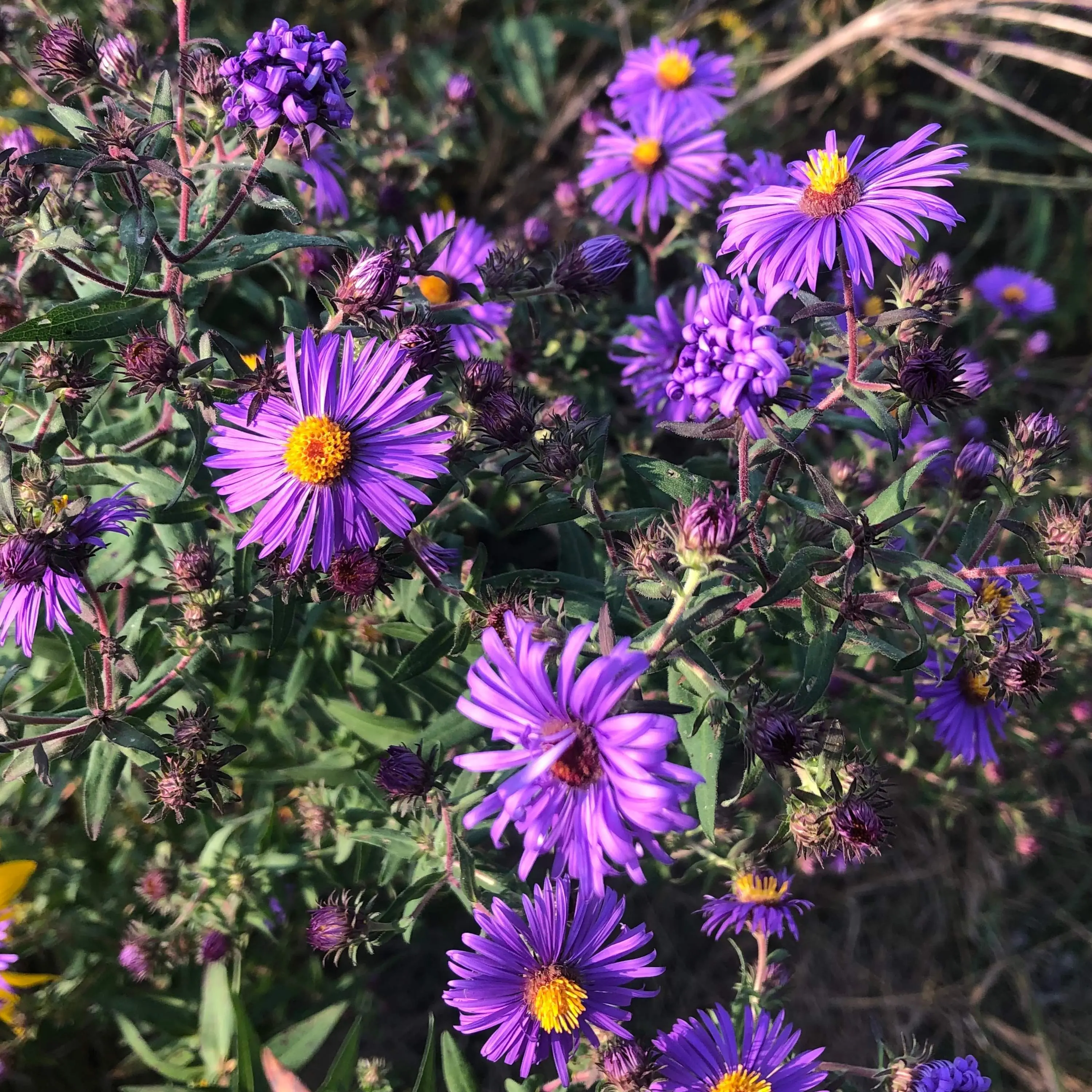 Aromatic Aster Seeds - Native Wildflower Perennial Seeds - TikTok Shop