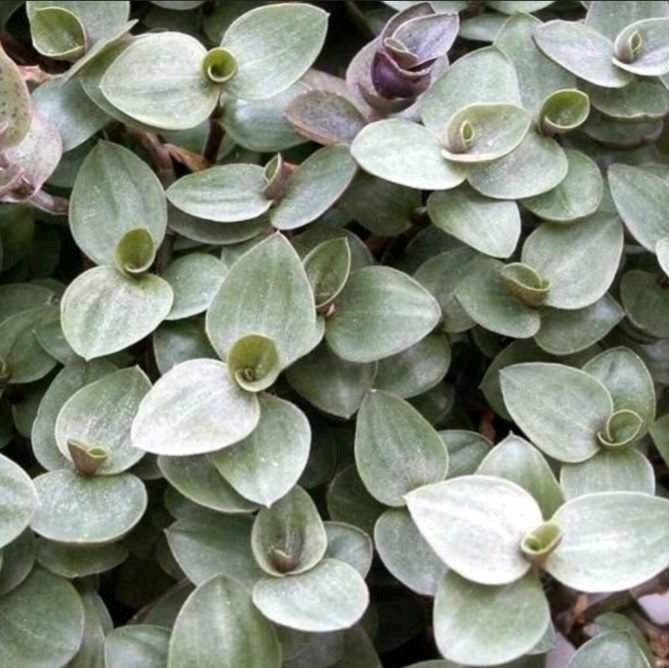 Drawf Bolivian Cuttings - TikTok Shop