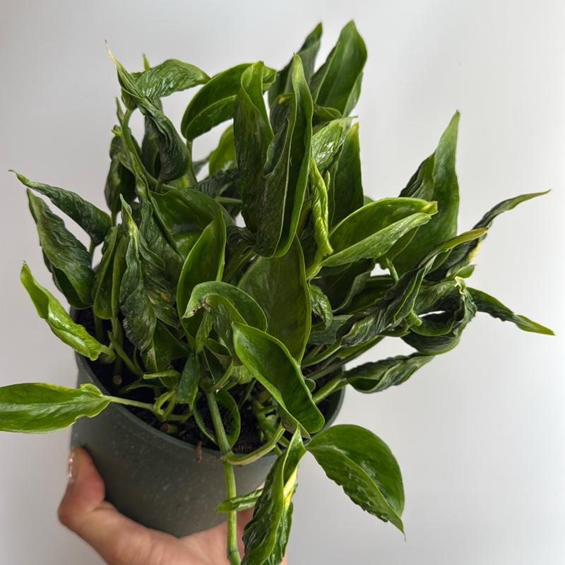 Rare Pothos Shangri La (Curly pothos) 6" House Plant with Unique Leaves ...
