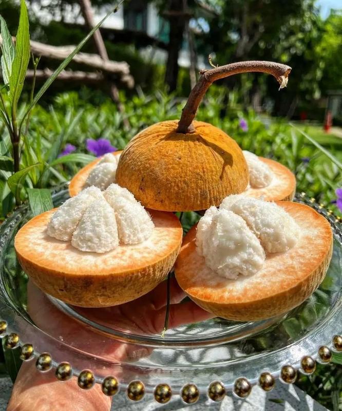 SANTOL (Sandoricum koetjape) Live Fruit tree (10inch-24inch) - TikTok Shop