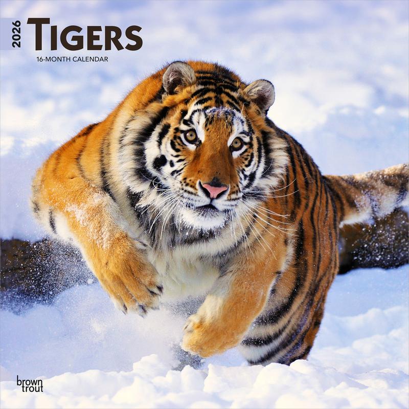 Tigers | 2026 12 x 24 Inch (Hanging) Monthly Square Wall Calendar ...