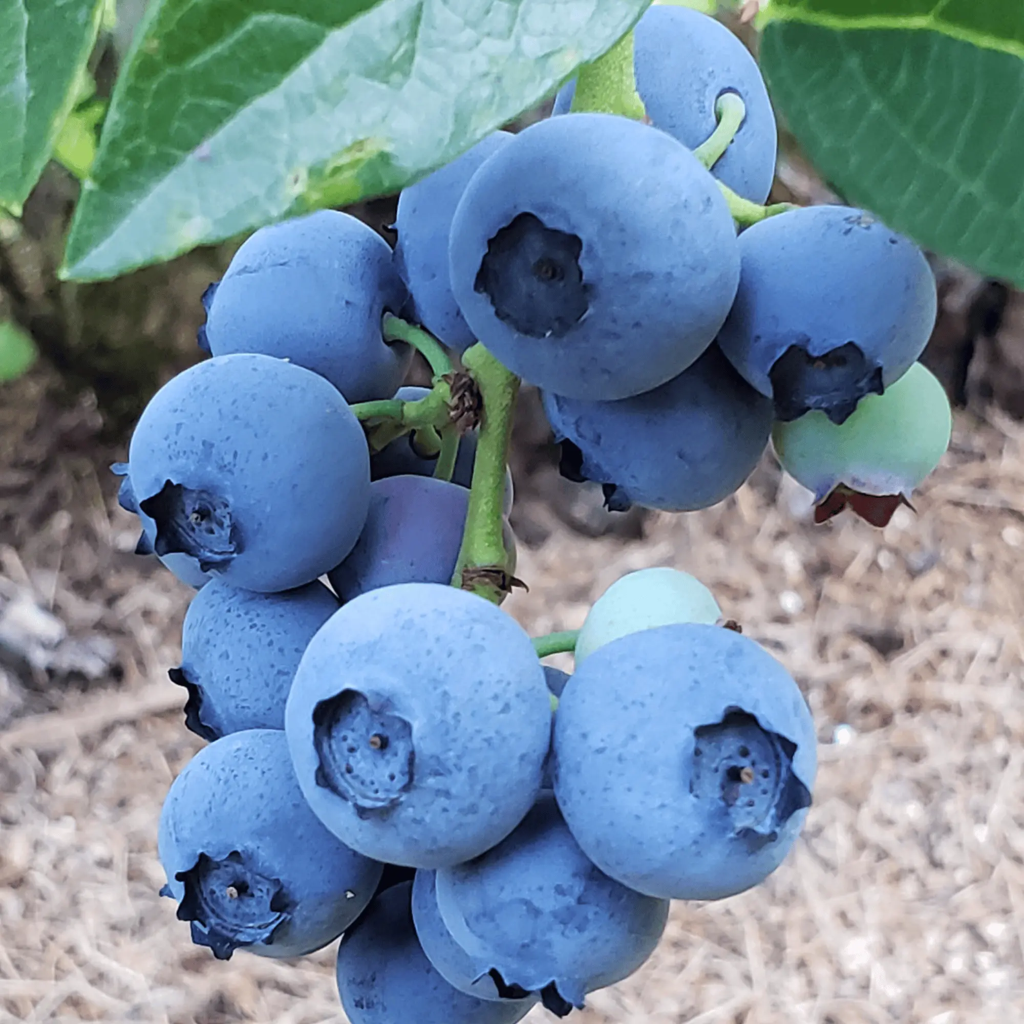 Blueray Blueberry Plant (3-Year-Old Bare Root) | Large Sweet Mid-Season ...
