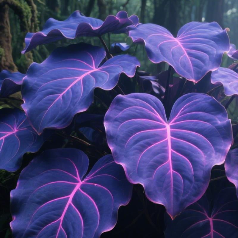 Rare Hosta Seeds-Purple Goddess Athena Flower Seeds For Perennial Shade ...