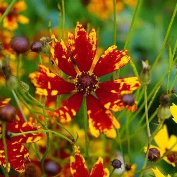 Coreopsis Deer Tolerant