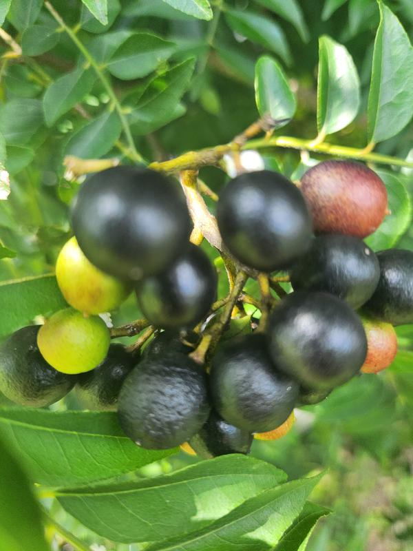 Organic Curry Plant SEEDS From South Florida Murraya koenigii Kadi ...