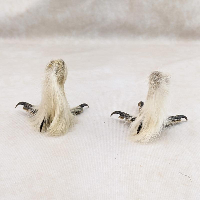 Sharpe Tailed Grouse bird Standing spread feet Taxidermy Oddity ...