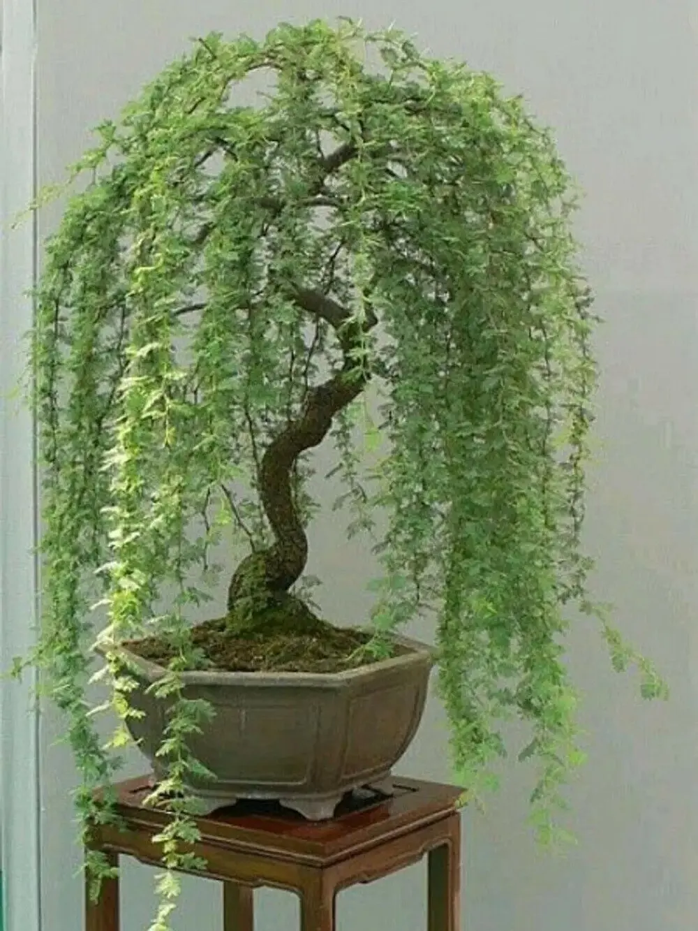 Bonsai Green Weeping Willow Tree - Thick Trunk Cutting - TikTok Shop