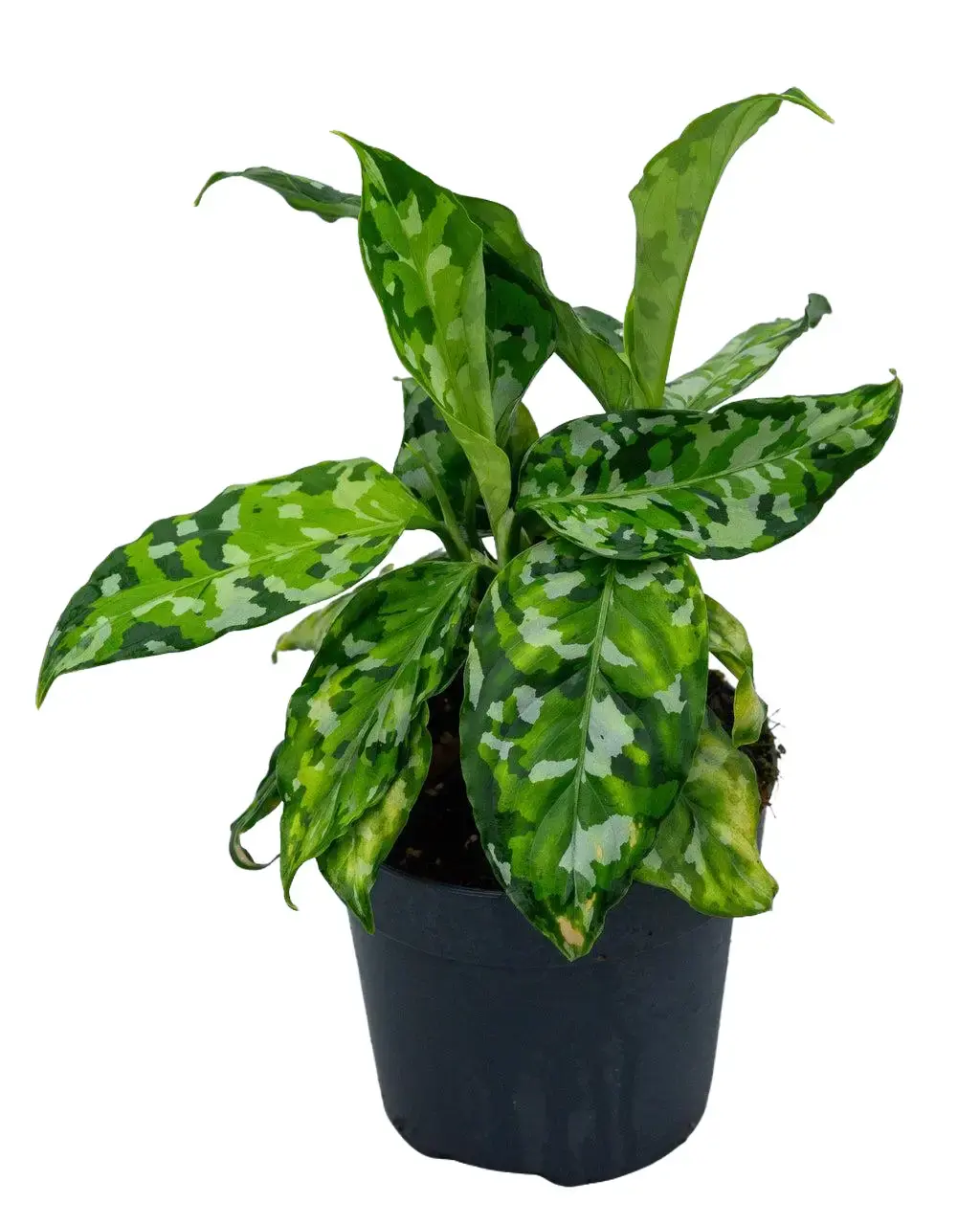 5" Rare Aglaonema Pictum 'Tricolor' (Chinese Evergreen), Live ...