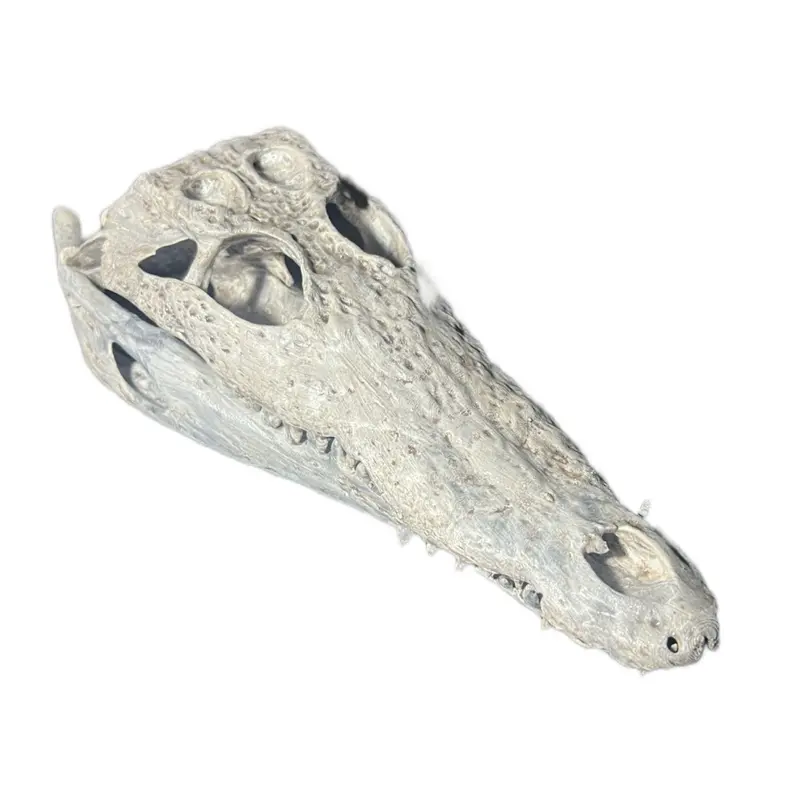 Alligator Skull! 3D Printed and Handpainted - Unique Design with ...