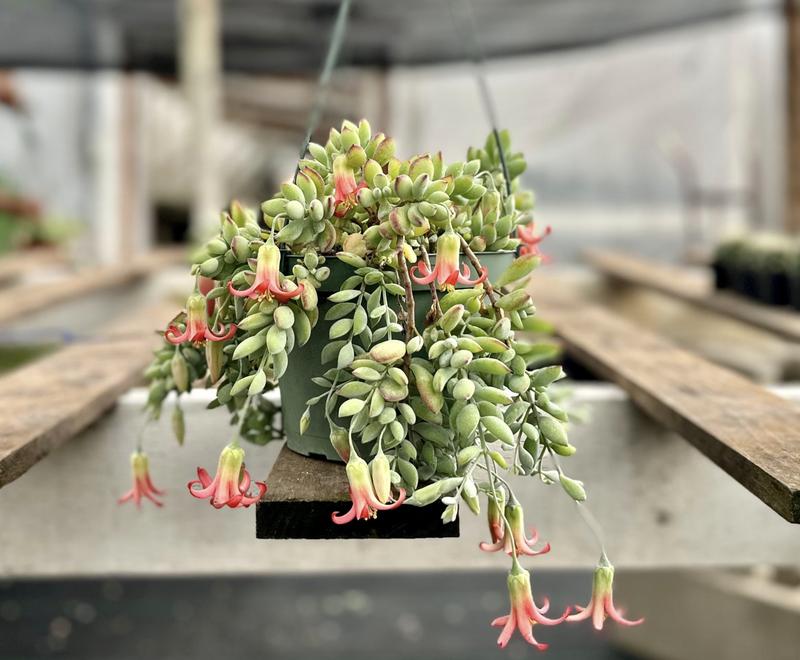 Cotyledon Pendens, Trailing Succulent, Small Live Plant in 2", 4", 6 ...
