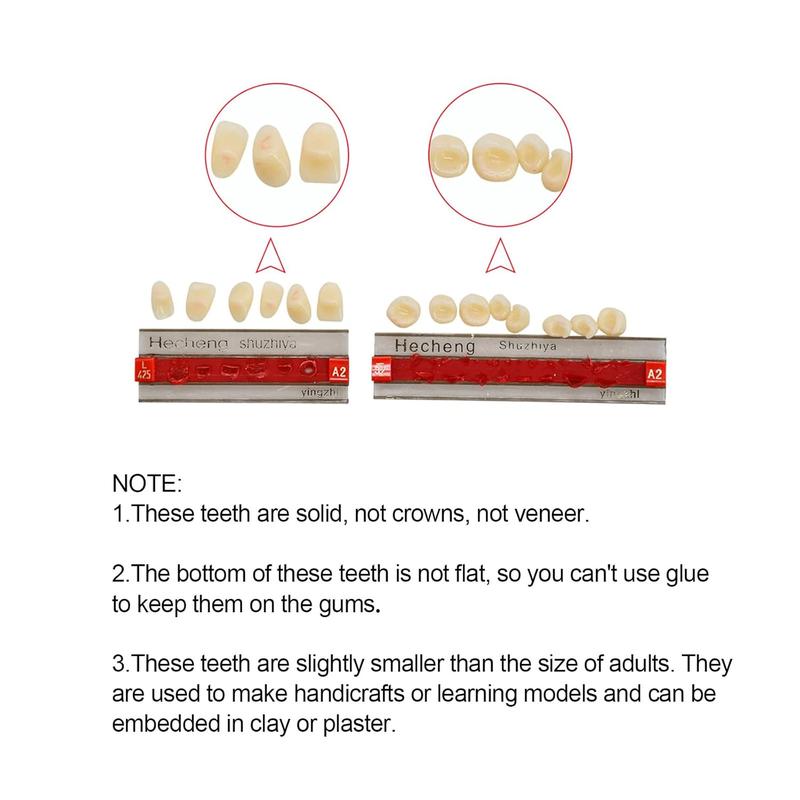 84 Pcs Acrylic Resin Denture Teeth Set - A2 Color - TikTok Shop