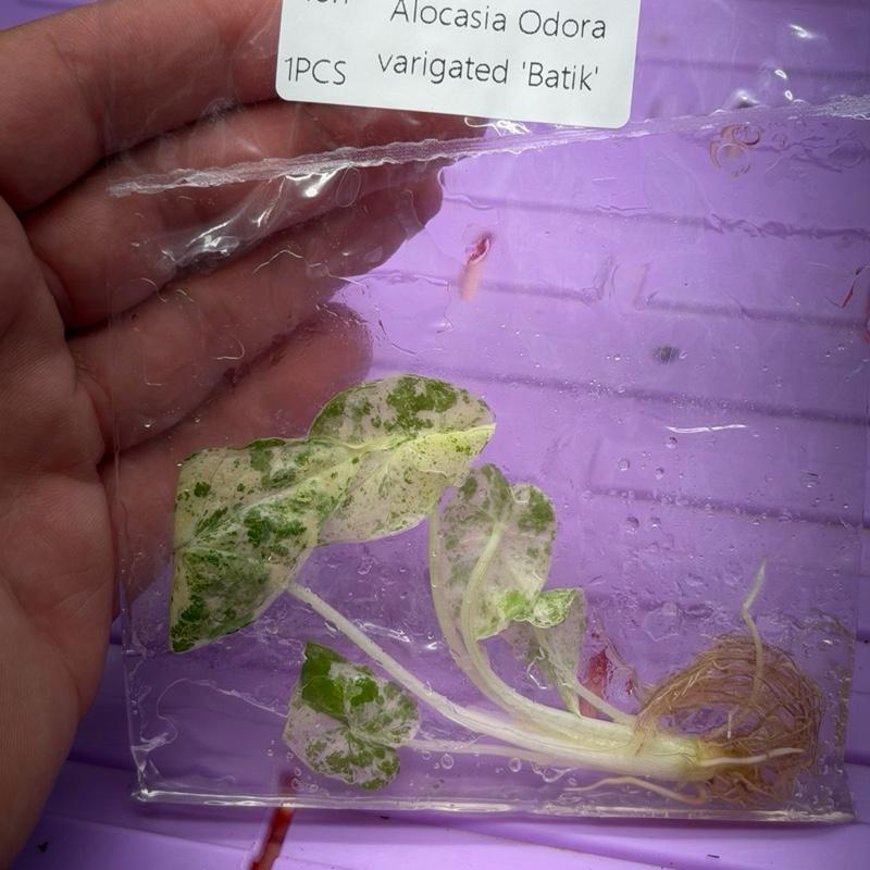 Alocasia Odora Batik Tissue Culture – Rare Variegated Pattern | Starter ...