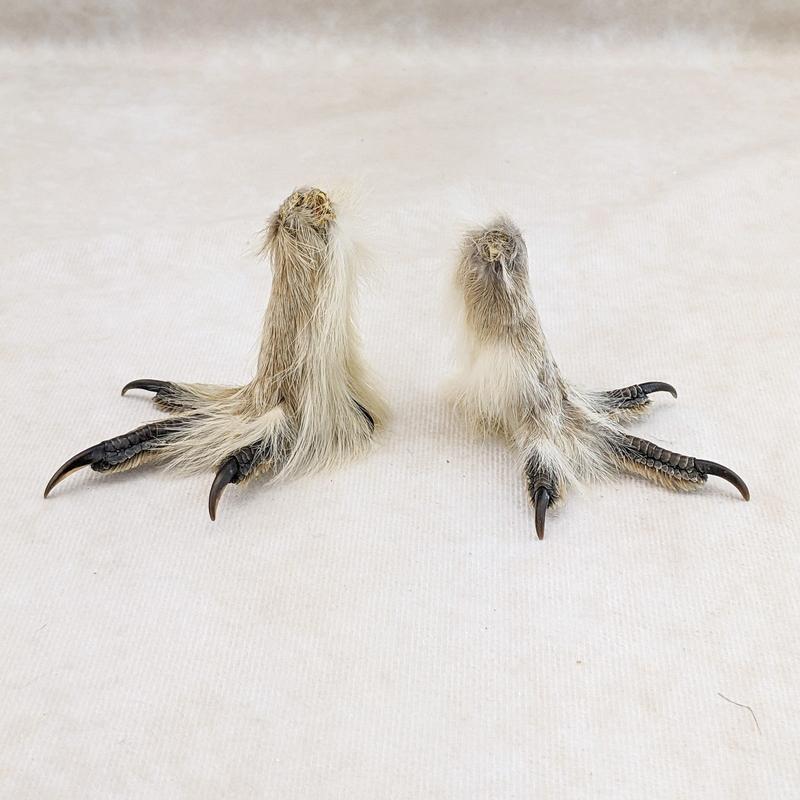 Sharpe Tailed Grouse bird Standing spread feet Taxidermy Oddity ...