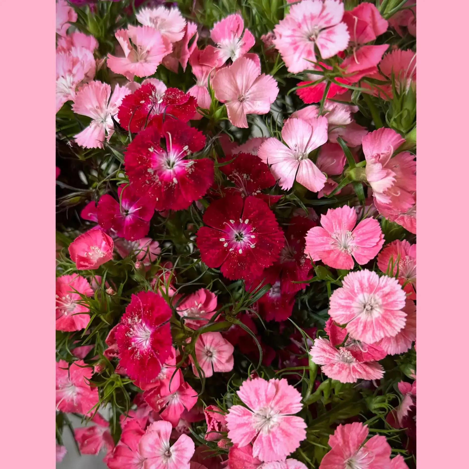 300 Dianthus Seeds for Planting – Colorful Carnation Flower Seeds for ...