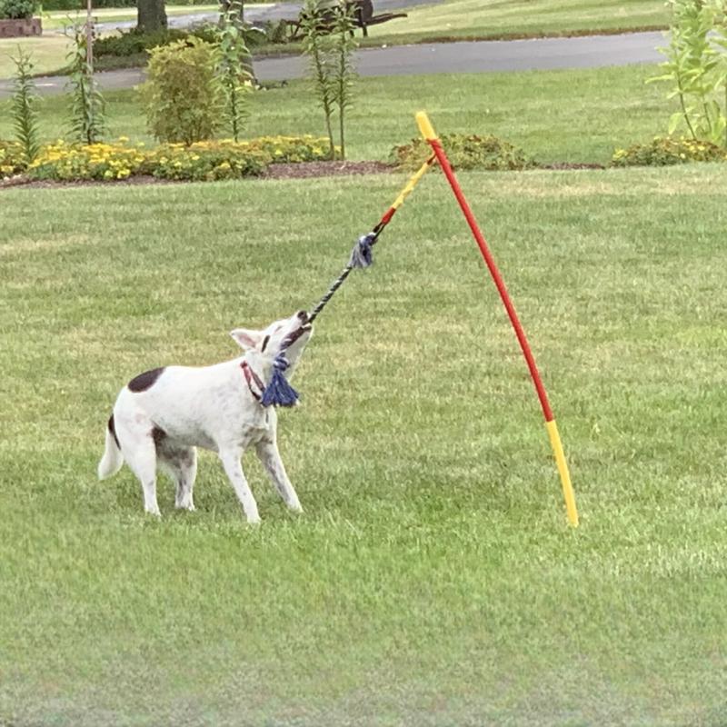 Tether Tug Dog Toy for Dogs That Like to Pull - TikTok Shop
