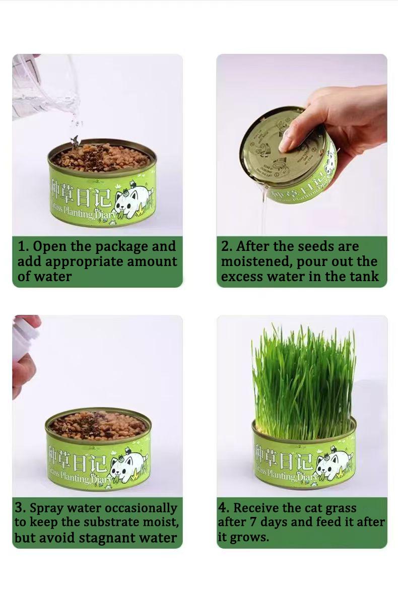 Organic Cat Grass Seeds Pack Non-GMO Heirloom Cat Grass Seeds for ...