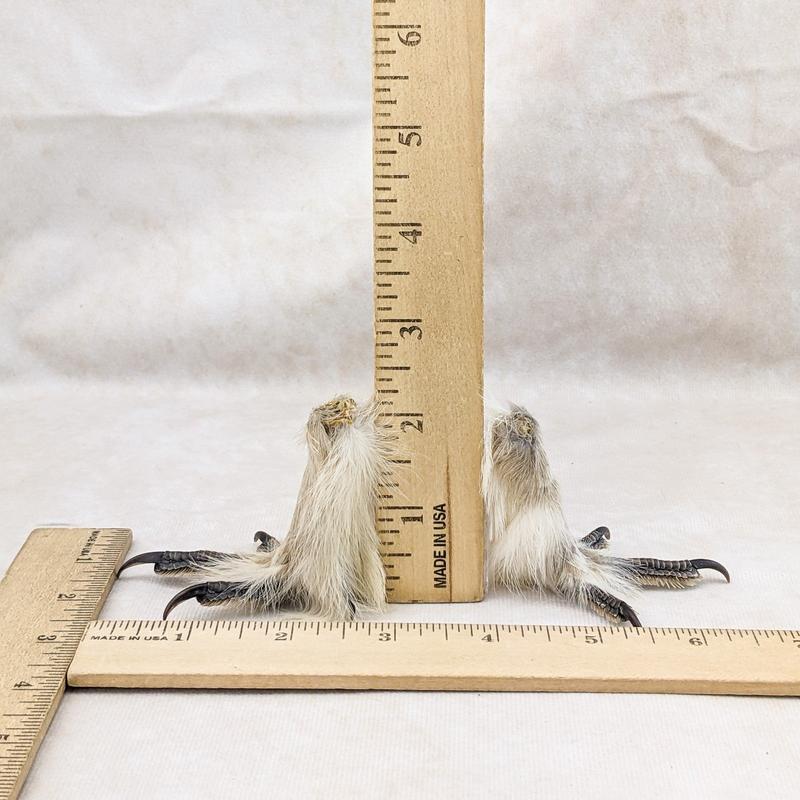 Sharpe Tailed Grouse bird Standing spread feet Taxidermy Oddity ...