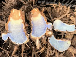 turmeric seeds - TikTok Shop