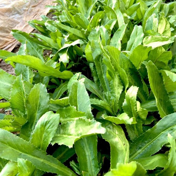 1000 Culantro Seeds for Planting - Ngo Gai - Mexican Coriander Seeds ...