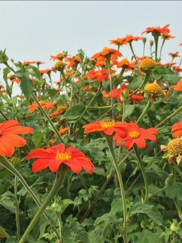 Sunflower MEXICAN TORCH Bees, Butterflies, Hummingbirds 100+ Seeds ...