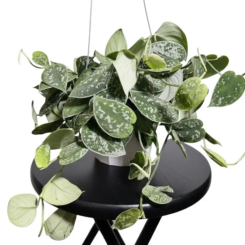 6" Scindapsus Pictus Argyraeus "Speckled Satin Pothos", Beginner ...