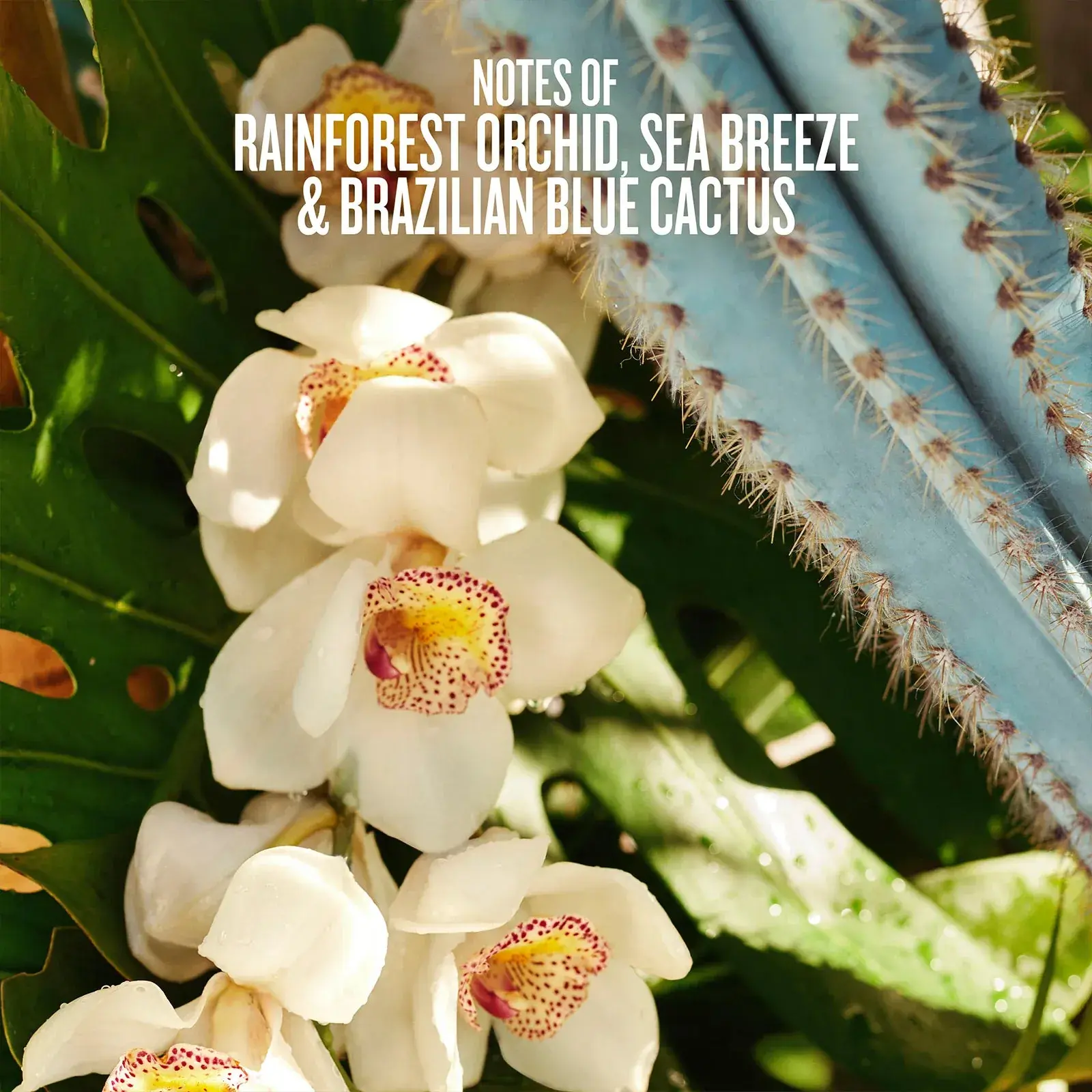 Sol de Janeiro Refresco Paraíso Perfume Mist | Limited Edition Lush ...