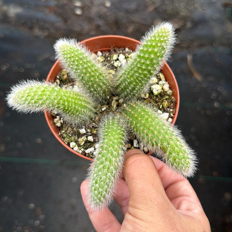 monkey tail cactus 4 inch pot plant - TikTok Shop
