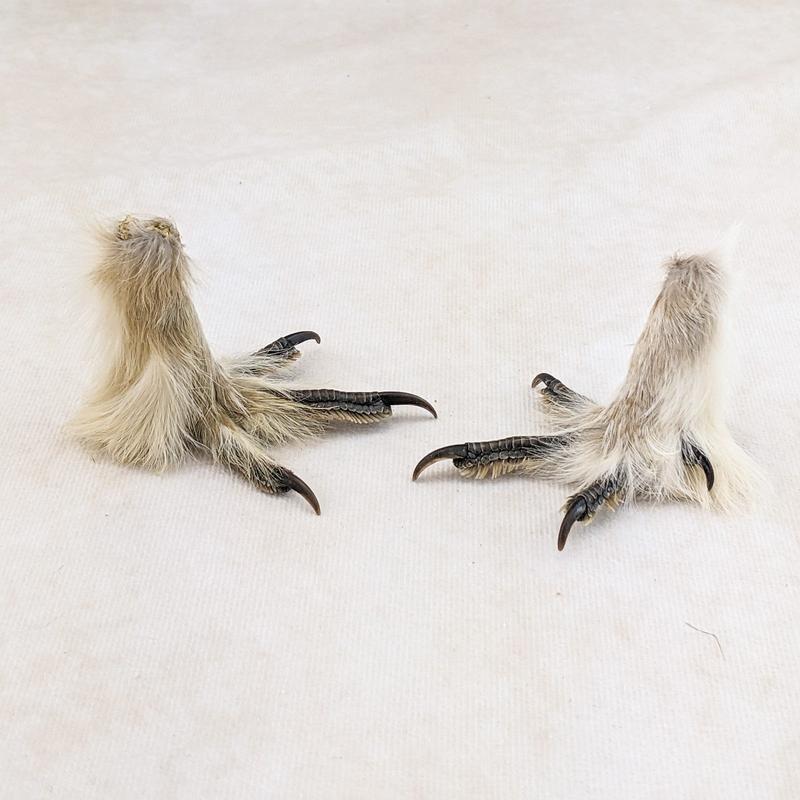 Sharpe Tailed Grouse bird Standing spread feet Taxidermy Oddity ...