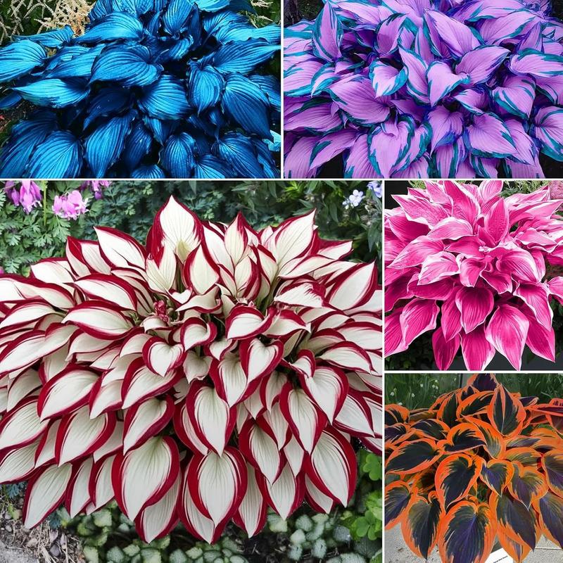 100pcs Hosta Plant Seeds, Mixed Colours Foliage | Perennial Shade ...