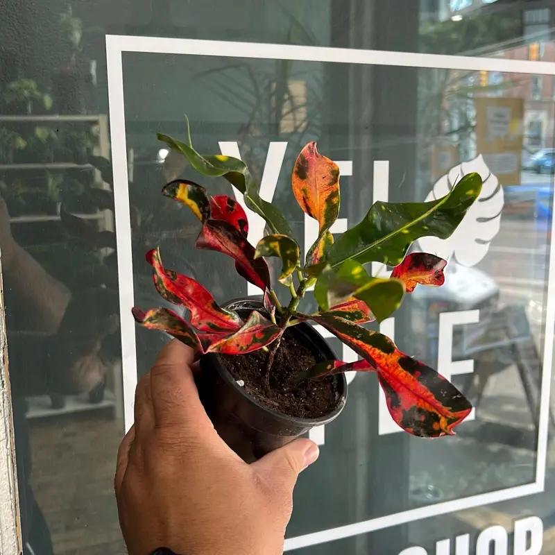 Mammy 4 Inch Plant Pot - TikTok Shop