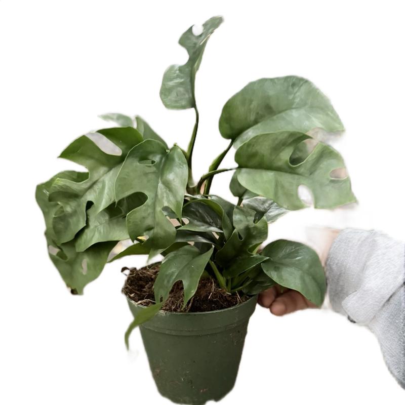 Mini Monstera Minima Raphidophora Tetrasperma 4 inch pot - TikTok Shop