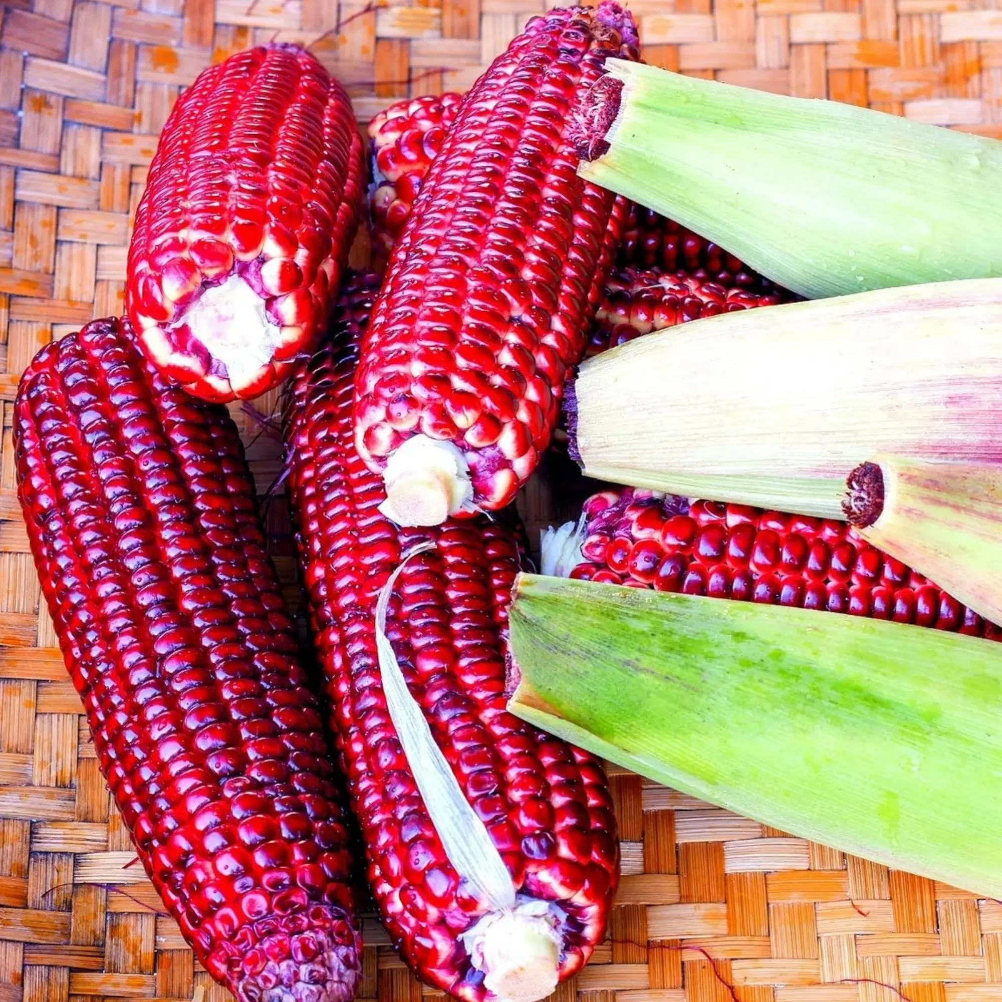Ruby Red Corn Seeds - 50 Heirloom Sweet Corn Seeds for Backyard ...