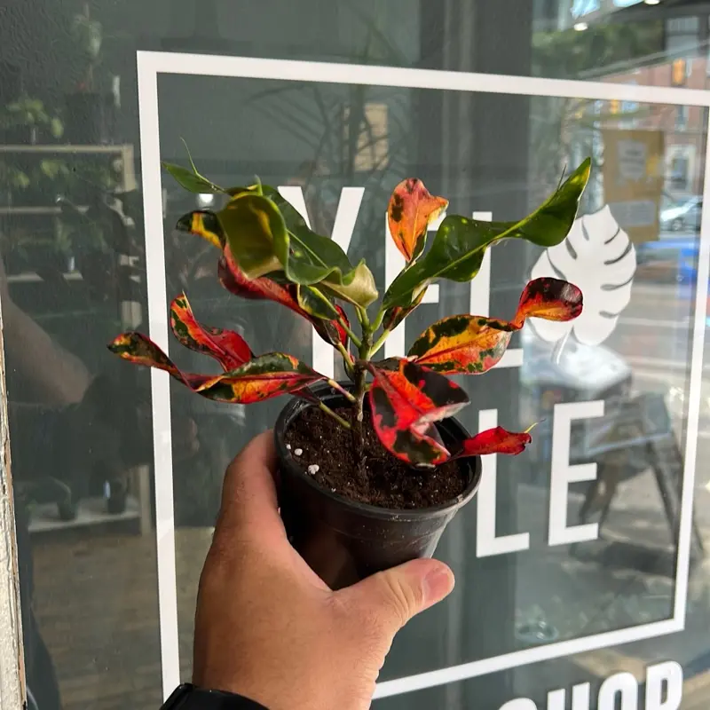 Mammy 4 Inch Plant Pot - TikTok Shop